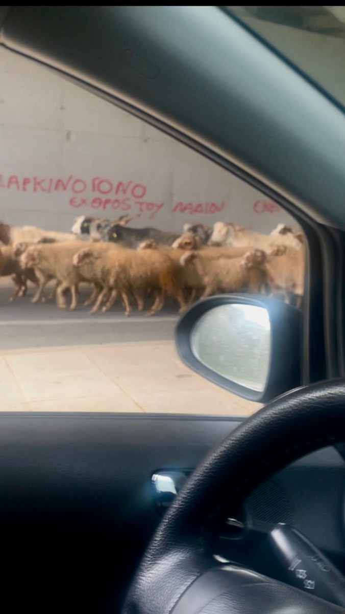 Animals of Greece – sheep herd – knot anchored